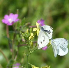 Random Photo Screensaver – създайте свой скрийнсейвър – TechNews.bg